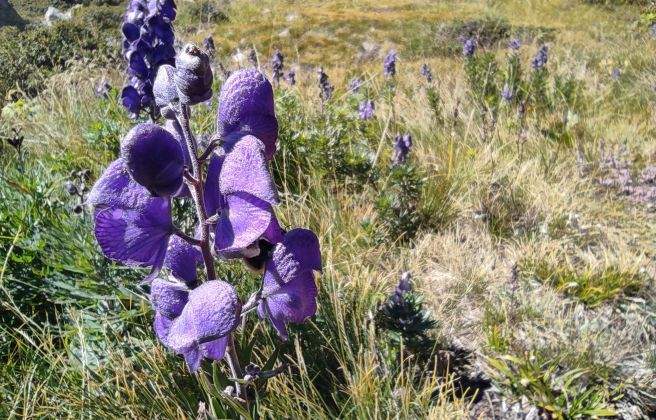 Això (tora blava) no es toca - Altaveu el diari digital d'Andorra