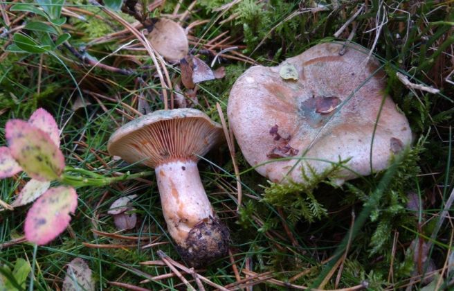 Rovellons i ceps, els preferits al Principat - Altaveu el diari digital ...