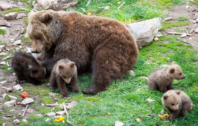 Neixen quatre cries d’ós bru al parc d’animals de Naturlandia - Altaveu ...