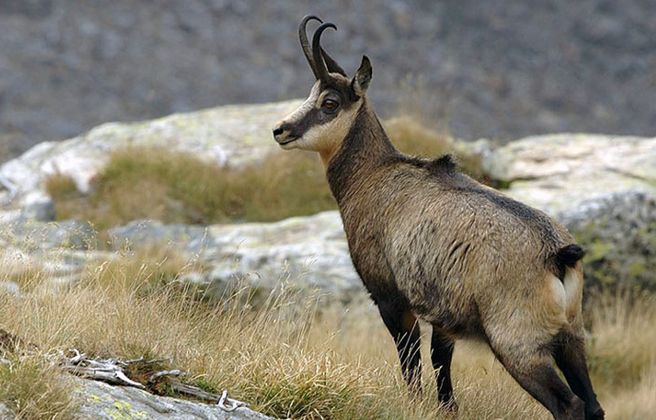 El caçador estranger d’isards - Altaveu el diari digital d'Andorra
